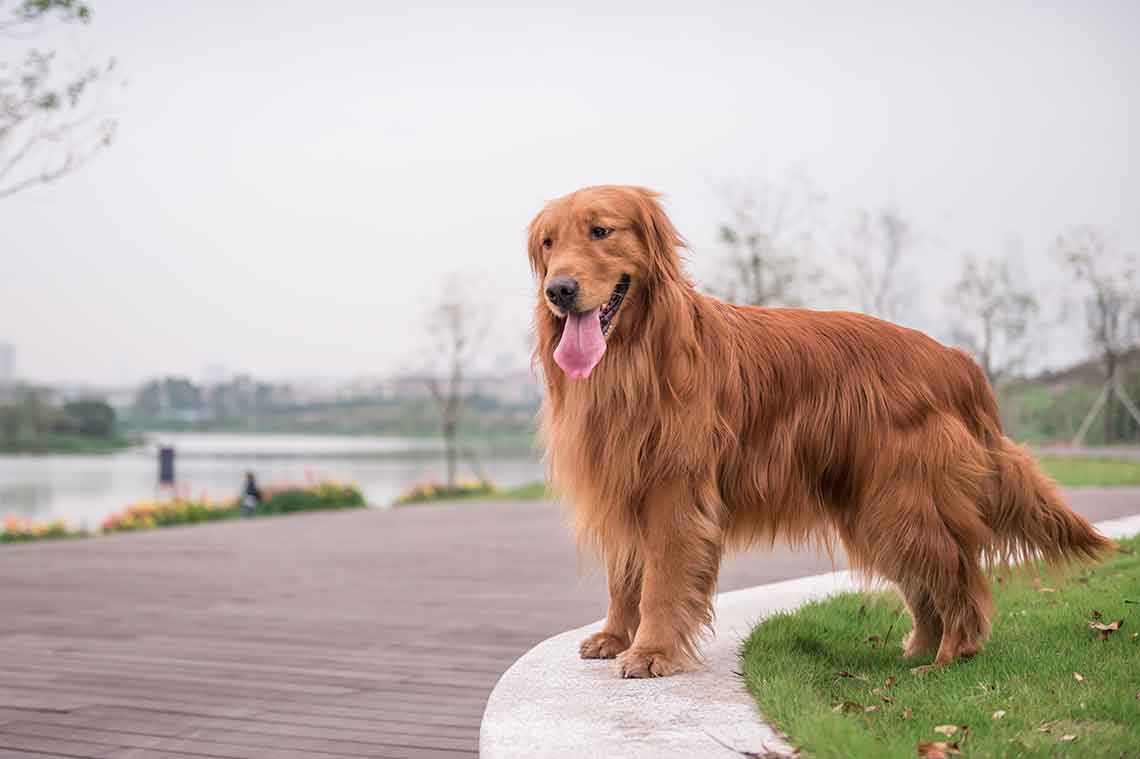 Dogs Find Homes With the Help of Morgan & Morgan